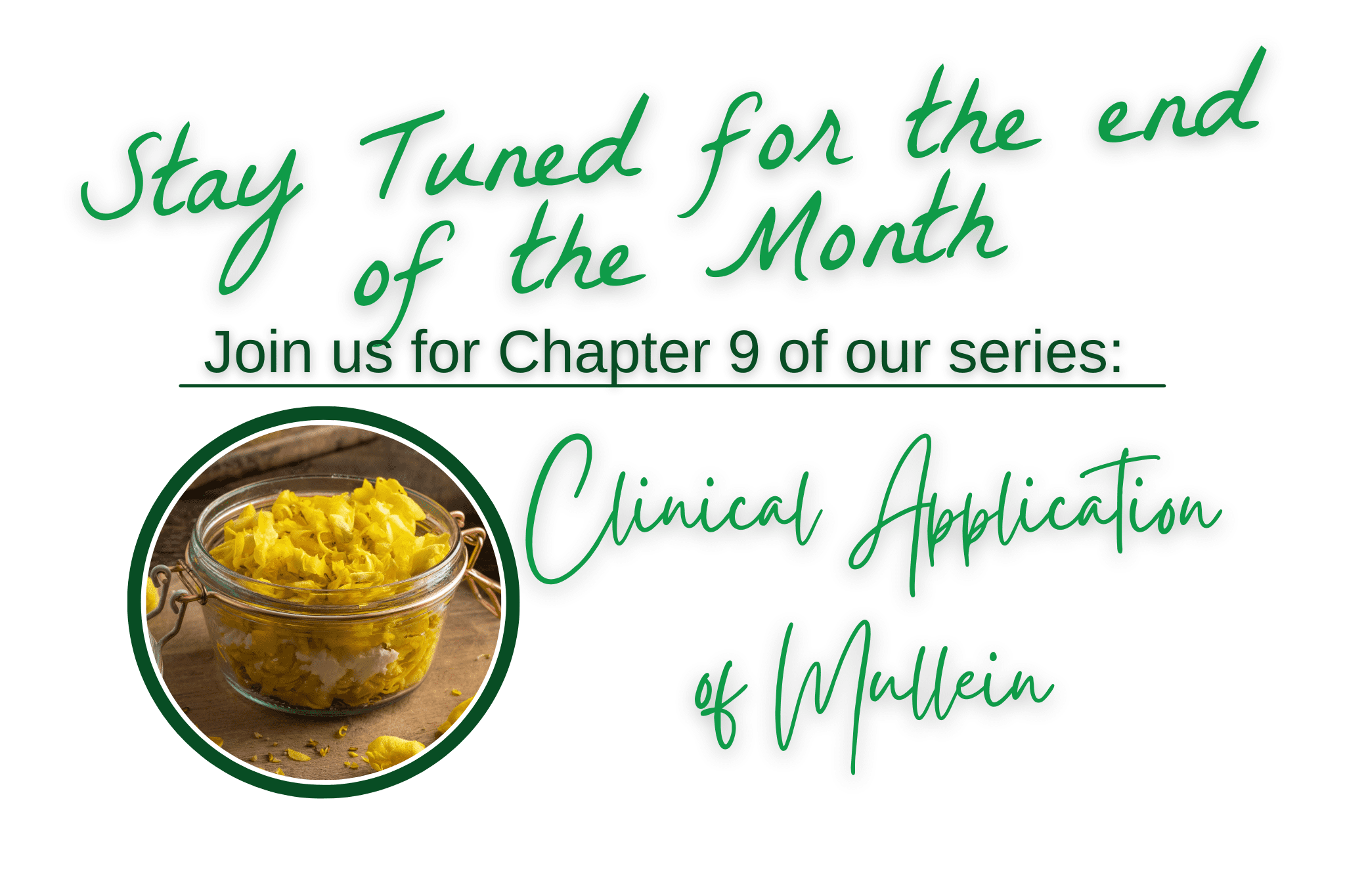 Mullein - Waters Edge Wellness